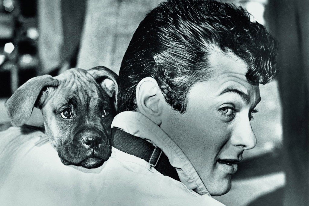 Celebrities and Boxers! | the Daily Boxer